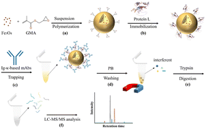 Integration of protein L-immobilized epoxy magnetic bead capture with ...