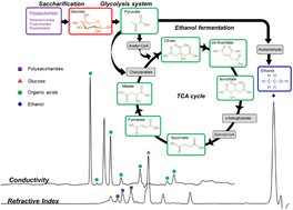 Multifunctional-separation-mode ion chromatography method for ...