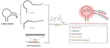 Binary split fluorescent biosensor based on lettuce DNA aptamer for ...