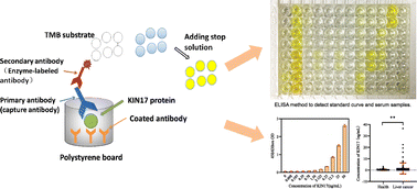 Identification and quantification of serum KIN17 protein based on ELISA ...