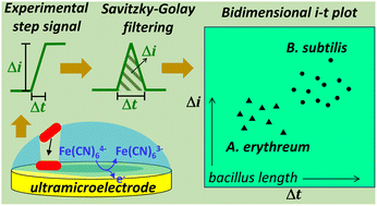 Savitzky–Golay processing and bidimensional plotting of current–time ...