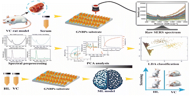 A machine learning-driven SERS platform for precise detection and ...