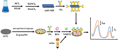 An electrochemical ratiometric immunosensor for the detection of NMP22 ...