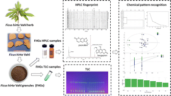 Quality evaluation for Ficus hirta Vahl granules, using TLC and HPLC ...