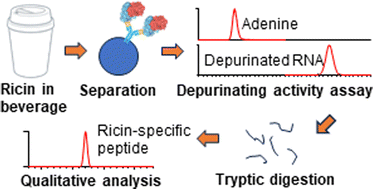Simultaneous analysis of depurinated nucleic acid stem-loop and free ...