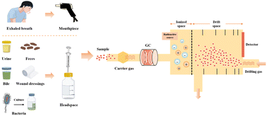 Gas chromatography-ion mobility spectrometry for the detection of human ...