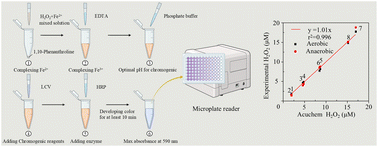 Modified spectrophotometry for micromolar H2O2 determination in iron ...