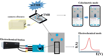 A dual-mode homogeneous electrochemical-colorimetric biosensing sensor ...
