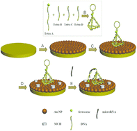 The role of DNA nanotechnology in medical sensing - Analytical Methods ...