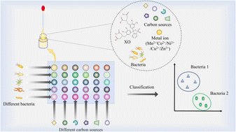 A xylenol orange-based pH-sensitive sensor array for identification of ...