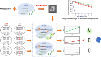 Development of a vitrified CRISPR/Cas12b-based assay for rapid ...