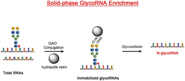 Galactose oxidase oxidation and glycosidase digestion for glycoRNA ...