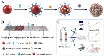 Quantitative and rapid lateral flow immunoassay for cardiac troponin I ...
