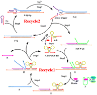 Dual recycling signal amplification strategy based on autocatalytic ...