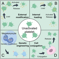 Engineering unactivated platelets for targeted drug delivery ...