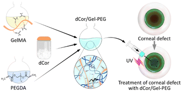 ECM-based bioadhesive hydrogel for sutureless repair of deep anterior ...