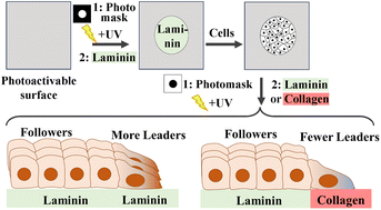 Photoactivatable substrates show diverse phenotypes of leader cells in ...