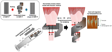 Fabrication of a micropatterned shape-memory polymer patch with l-DOPA ...