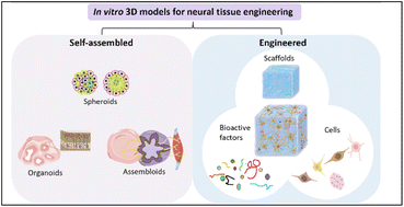 Advances in 3D tissue models for neural engineering: self-assembled ...
