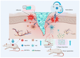 Nano-enzyme functionalized hydrogels promote diabetic wound healing ...