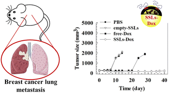 Improved anti-breast cancer activity by doxorubicin-loaded super ...