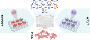 Paracrine signals influence patterns of fibrocartilage differentiation ...