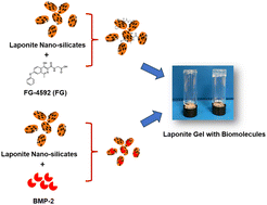 LAPONITE® nano-silicates potentiate the angiogenic effects of FG-4592 ...