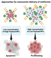 Enhanced anticancer effect of lysozyme-functionalized metformin-loaded ...