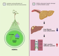 Hemp sprout-derived exosome-like nanovesicles as hepatoprotective ...