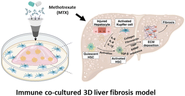 Amplified response of drug-induced liver fibrosis via immune cell co ...