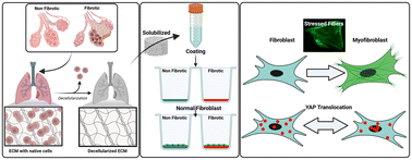 Influence of lung extracellular matrix from non-IPF and IPF donors on ...