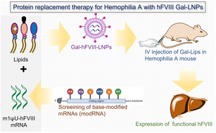 Base-modified factor VIII mRNA delivery with galactosylated lipid ...
