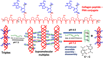 Supramolecular multiplexes from collagen mimetic peptide-PNA(GGG)3 ...