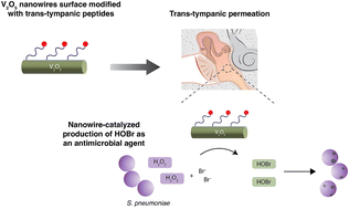 Transtympanic delivery of V2O5 nanowires with a tympanic-membrane ...