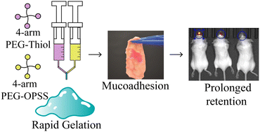 Rapid in situ forming PEG hydrogels for mucosal drug delivery ...
