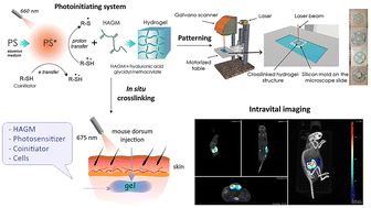 Photocrosslinking of hyaluronic acid-based hydrogels through biotissue ...