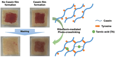 Sustainable and durable color cosmetics: riboflavin phosphate-mediated ...