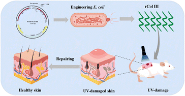 Biocompatible recombinant type III collagen enhancing skin repair and ...