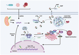 Enhancing nano-immunotherapy of cancer through cGAS–STING pathway modulation - Biomaterials ...