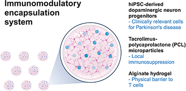 An immunomodulatory encapsulation system to deliver human iPSC-derived ...