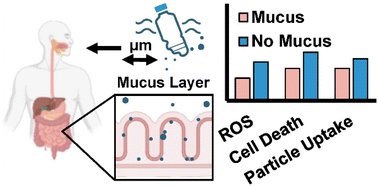 The role of human intestinal mucus in the prevention of microplastic ...