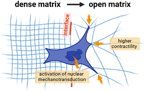 Matrix deformation and mechanotransduction as markers of breast cancer ...