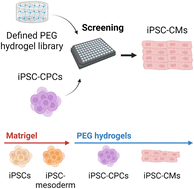 Synthetic hydrogels support robust and reproducible cardiomyocyte ...