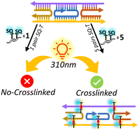 Site-specific photo-crosslinking in a double crossover DNA tile facilitated by squaraine dye ...