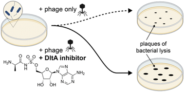 Chemical inhibition of cell surface modification sensitizes bacteria to ...
