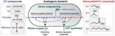 Harnessing acetogenic bacteria for one-carbon valorization toward ...