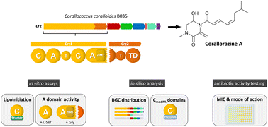 Biosynthesis of the corallorazines, a widespread class of antibiotic ...