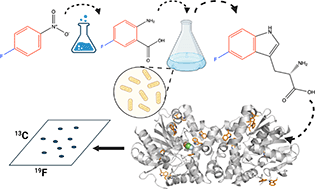 Characterization of conformational states of the homodimeric enzyme ...