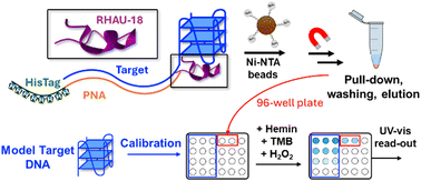 Development of a His-Tag-mediated pull-down and quantification assay ...