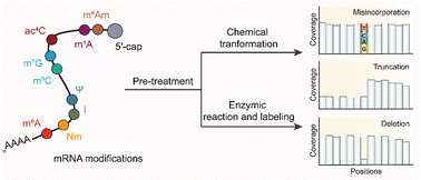 Advanced reactivity-based sequencing methods for mRNA epitranscriptome ...